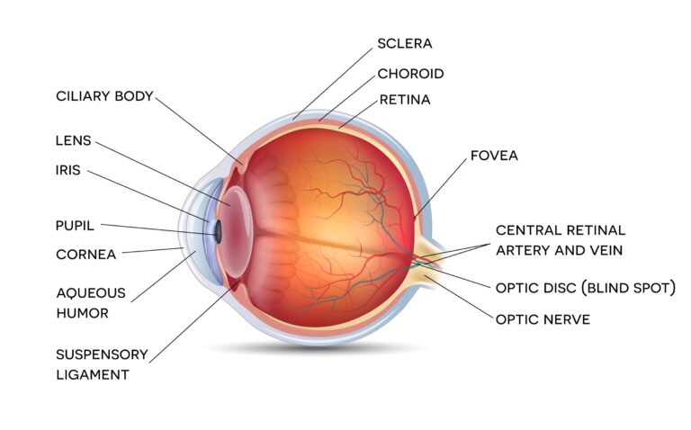 How the Eye Works | Caster Eye Center